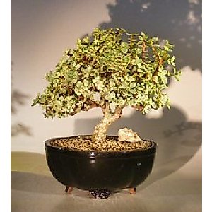 Bonsai Boy's Baby Jade Bonsai Tree - Variegated portulacaria afra variegata