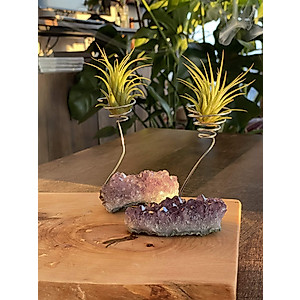 Air Plant Crystal Holder (XL) - Amethyst Airplant, Air Plants Crystals, Crystal Air Plant Holder, Amethyst Air Plant In Crystals, Air Plant Stone, Air Plant Pot, Air Plants in Crystals, TheCrystalCafe