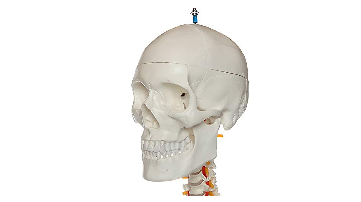 Flexible Life-Size Skeleton Model - Detailed Human Anatomy for Education