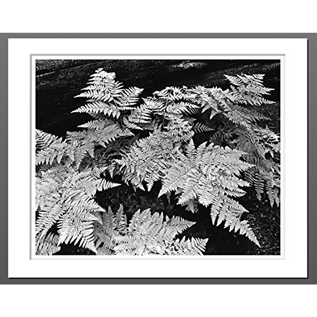 Autumn Ferns, Zumwalt Meadows (#4)