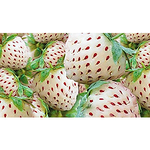 White Strawberry Seeds - 200+ Seeds - White Pineberry Seeds - Made in USA, Ships from Iowa.