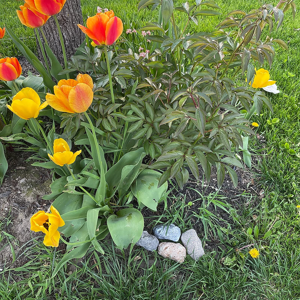 PANGAEA Key Hider Fake Rock, Weatherproof and Safe for Spare Keys, Real Look and Feel Stone, Garden, Outdoor, Geocaching (Type-A (Black), 1 Pack)