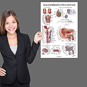 Palace Learning Laminated Male Reproductive System Anatomical Chart - Male Anatomy Poster - 18" x 24"