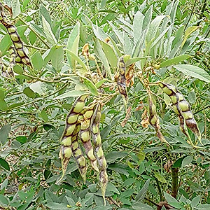 Pigeon Pea Seeds Cajanus Cajan GMO Free Drought Tolerant Attracts Bees Annual Trellises Garden 50Pcs Vegetable Seeds YEGAOL Garden