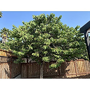 CHUXAY GARDEN Annona Cherimola-Cherimoya,Custard Apple,Sugar Apple Tree 5 Seeds Survival Gear Food Seeds Vegetables Fruit Survival kit Gardening Gifts