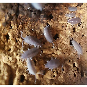 3 Pack of Isopods, 20 Powder Blue, 10 Powder Orange, and 20 Roly-Poly, Clean Up Crew, Terrarium, Vivarium