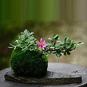Generic 5pcs Moss Ball Planter Japanese Style Natural Kokedama Flower Vase Flower Pot Creative Sphagnum Flower Holder Potted Hydrating Bonsai Plants Containers for Home Wedding Decor