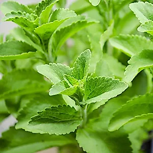 Outsidepride Perennial Stevia Sweetleaf Herb Garden Plant Sugar Substitute & Sweetener Alternative - 50 Seeds