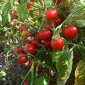 Washington Cherry Tomato Seeds (20 Seed Pack)