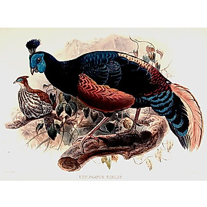 Euplocamus Nobilis [Noble Pheasant]