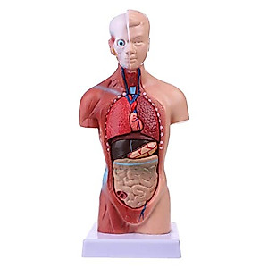 Human Torso Body Model Anatomy Anatomical Internal Organs for Teaching