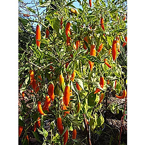 Jesseniaagne 50 Seeds Aji Amarillo Peppers Garden Fresh Vegetables Healthy Planting