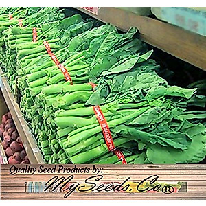 Big Pack - (1,500) Chinese Broccoli, Kailan GAI LAN Seeds - Used in Cantonese Cuisine - Non-GMO Seeds by MySeeds.Co (Big Pack - Kai LAN)
