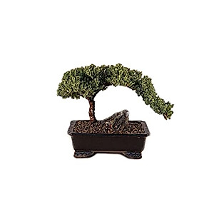 Zen Chinese Juniper Bonsai Tree - Indoor Japanese Large 11-12inch Tall 10 Years Live Dwarf with Pot Real Plant for Delivery (L) Green a1003