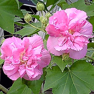 QAUZUY GARDEN 10 Confederate Rose Seeds Hibiscus Mutabilis Dixie Rosemallow Cotton Rose Rosemallow Seeds Striking Landscape Shrub Plant for Garden Home Decoration