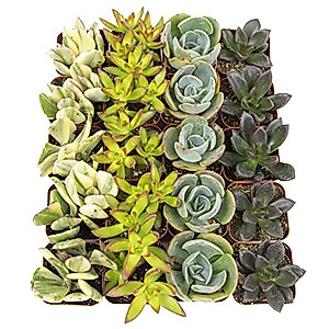 Succulents Plants Live (20PK) Potted Succulent Plants Live House Plants, Cactus Plants Live Plants Indoor Plants Live Houseplants, Indoor Plant Succulents Live Plant House Plant by Plants for Pets