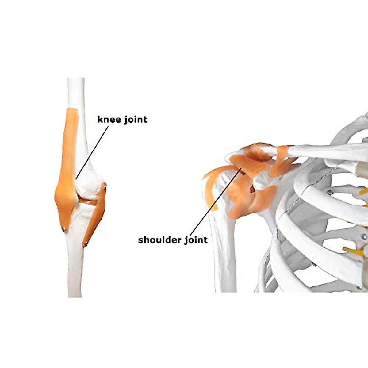 Vision Scientific VAS215-DC Medical Grade, Full Size Skeleton W Hand Painted Muscles & Ligaments | Thick Zip Dust Cover | Skeleton Wired for Natural Movement | Mounted on Roller Stand W Manual