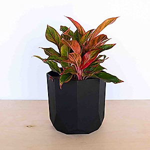 Bloem Tuxton Modern Hexagon Small Planter: 10" - Black - Matte Finish, Durable Resin, Modern Design, Optional Drainage Holes, for Indoor and Outdoor Use, Gardening, 2.7 Gallon Capacity