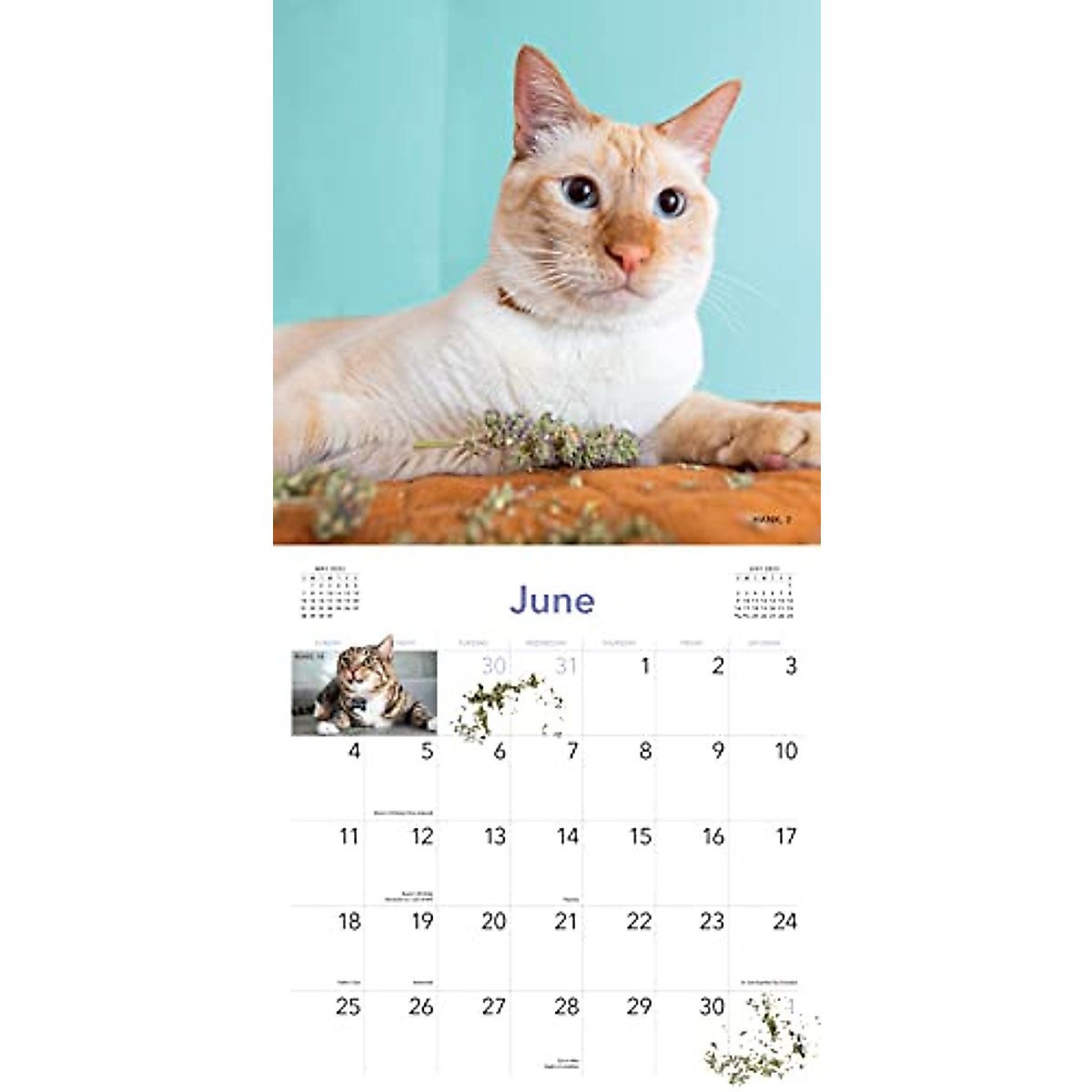 Cats on Catnip Wall Calendar 2023: A Year of Cats Living the High Life and Feeling Niiiiice