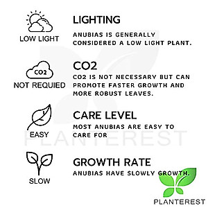 Planterest – Anubias Nana Golden Potted Easy Live Aquarium Plant Decorations BUY2GET1FREE