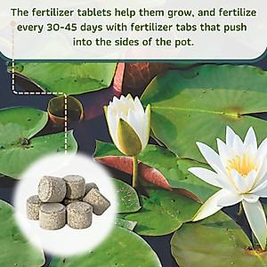 Mainam Mixed Colorful Hardy Water Lily Tuber Live Aquarium Plant for Freshwater Fish Pond Balcony Buy 2 GET Fertilizer Free (White Nymphaea Denver)