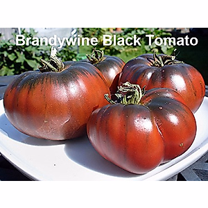 Mixed Seeds! 30+ Black Tomato Seeds, Mix of 9 Varieties, Heirloom Non-GMO, Black Prince, Cherokee Purple, Black Cherry, from USA