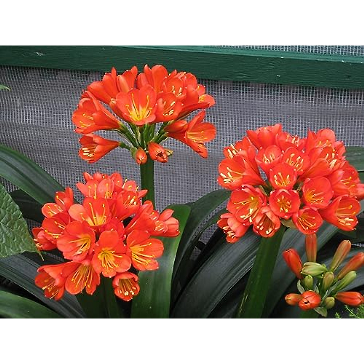 Nutricote. Timed Release Fertilizer. 18-6-8 180 Day. 2 Pounds. Orchids, Plants