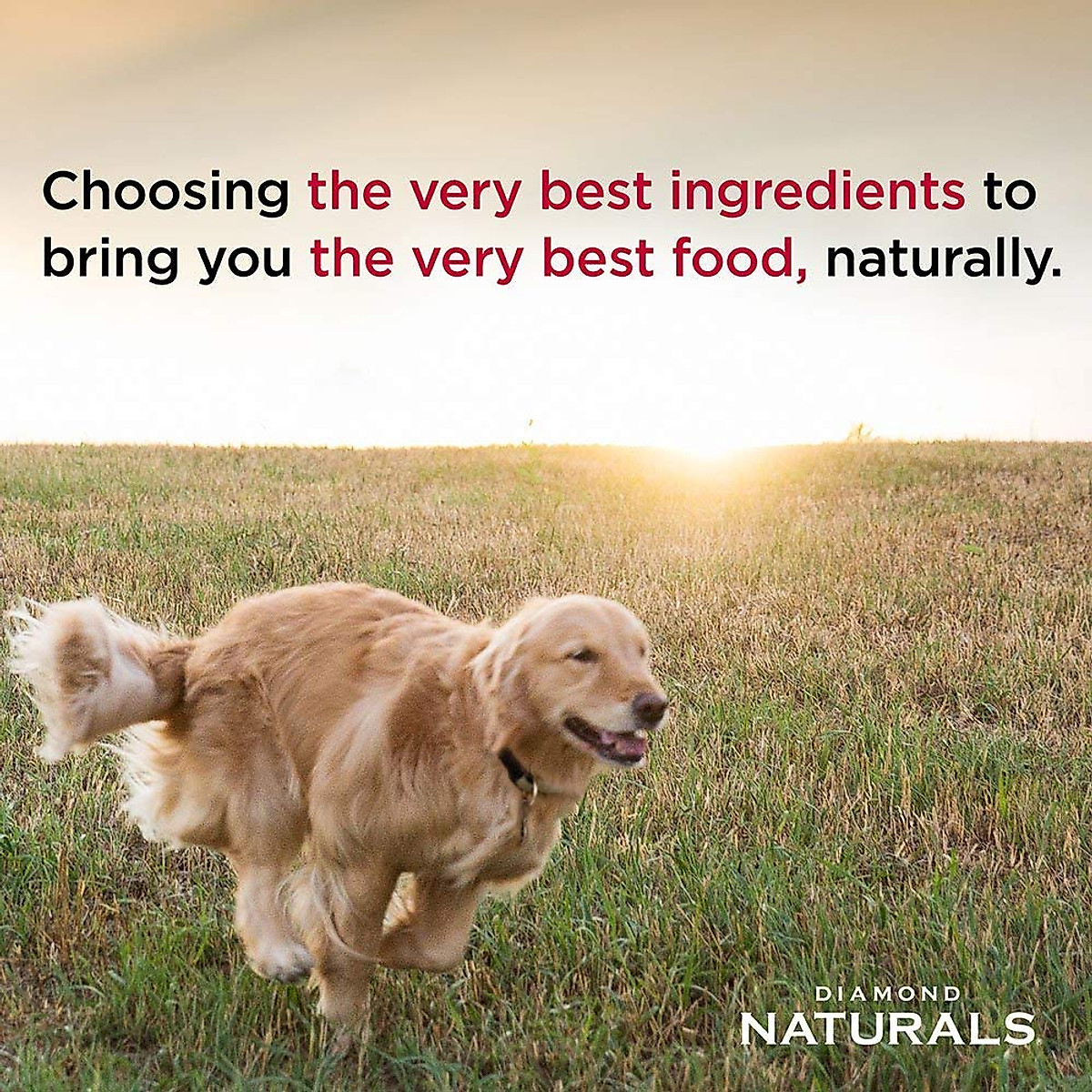 Diamond Naturals Large Breed Dry Puppy Food Real Lamb and Rice Protein, Probiotics, Superfoods, Antioxidants and Other Premium Ingredients to Support Health in Growing Puppies 20lb