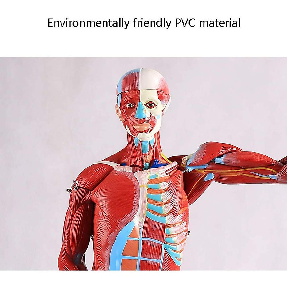 KINOFU Educational Model, Human Muscle Anatomical Model 80Cm Chest Human Internal Organs Anatomical Skeleton Model in Teaching to The Teaching Aids