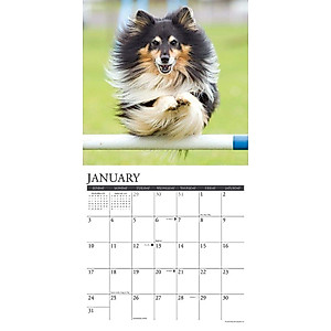 Just Shelties 2021 Wall Calendar (Dog Breed Calendar)