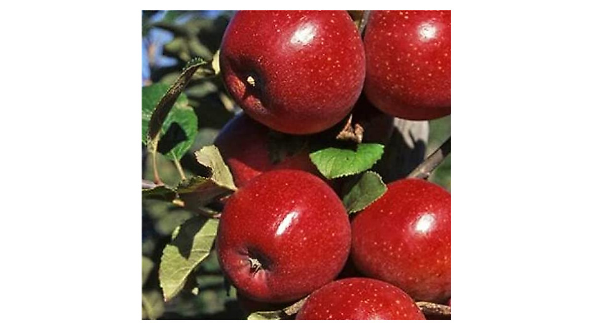 Buy Red Devil Apple Tree Seeds - 30Pcs for Your Garden