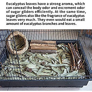 NEOUZA Sugar Glider Small Animal Bedding, Chew Treats, Molar Toys, 200g Natural Dried Eucalyptus Leaves and Twigs (200g Eucalyptus Leaves)
