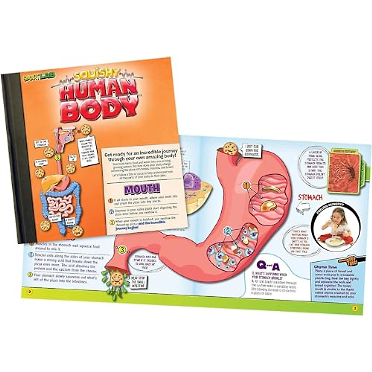 SMARTLAB Toys Squishy Human Body with 21 Removable Body Parts with Anatomy Book