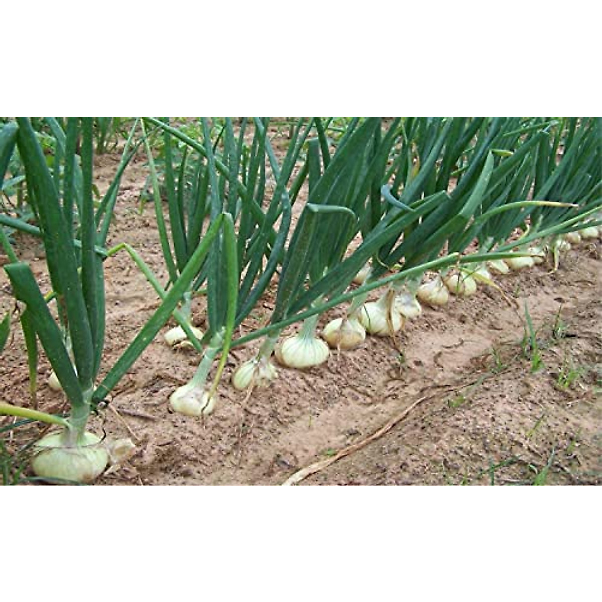 Waveliker Yellow Onion Seeds 300Pcs Spring Sweet Candy Onions Heirloom Vegetable Non-GMO Organic Garden Seed USA Seed Plants of Onion