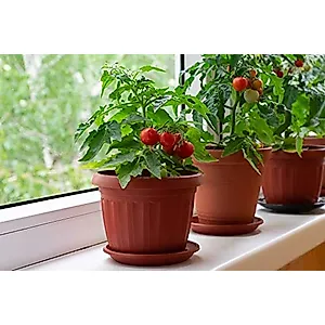 NIKA SEEDS - Vegetable Indoor Dwarf Tomato Santa Claus - 25 Seeds