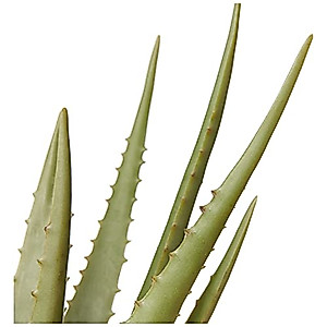 Amazon Basics Artificial Fake Agave Plant with Plastic Planter Pot , 16.9-Inch