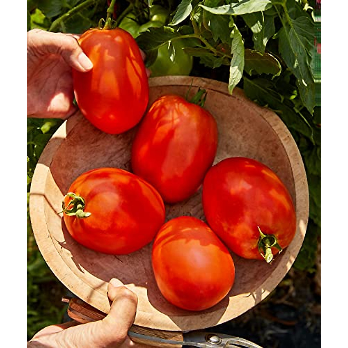 Burpee Exclusive 'SuperSauce' Hybrid 25 Non-GMO Large Red Sauce & Paste Tomato Variety | Vegetable Seeds for Planting Home Garden
