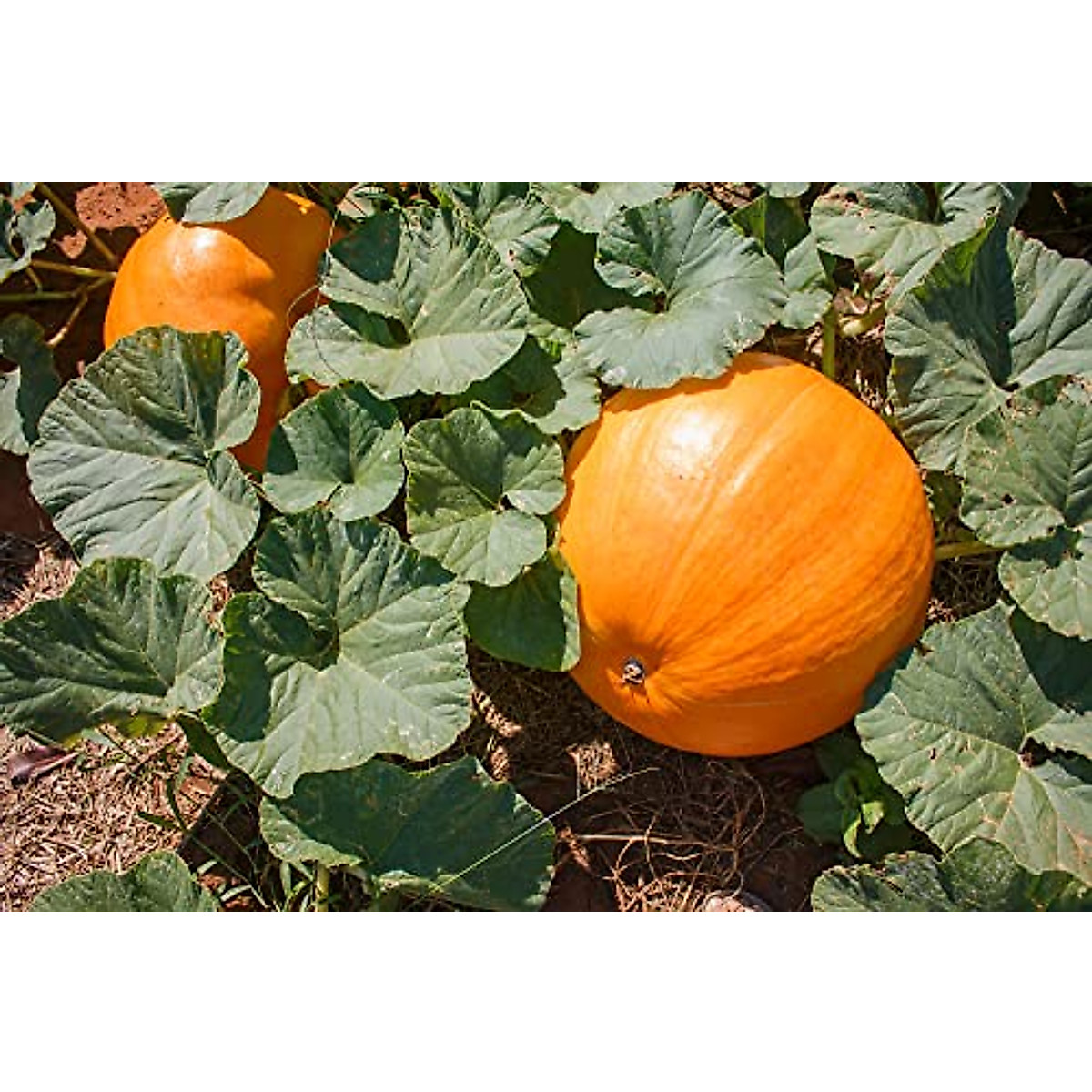 Howden's Field Pumpkin Seeds for Planting, 20+ Heirloom Seeds Per Packet, (Isla's Garden Seeds), Non GMO Seeds, Botanical Name: Cucurbita Pepo, Great Home Garden Gift