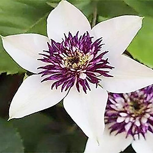 YEGAOL Garden 50Pcs White Purple Clematis Seeds Climbers Perennial Flower Seeds GMO Free Attract Butterflies & Hummingbirds Garden Courtyard Cottage Potted