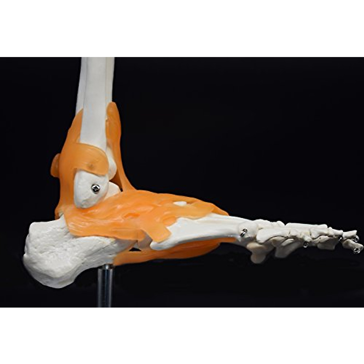 Human Foot Skeleton Model with Ligaments, Flexible, Anatomically Accurate Foot Skeleton Model Life Size Human Skeleton Anatomy for Science Classroom Study Display Teaching Medical Model