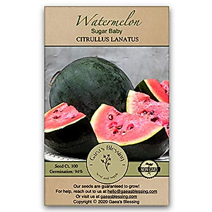Gaea's Blessing Seeds - Sugar Baby Watermelon Seeds (3.0g) Non-GMO Seeds with Easy to Follow Planting Instructions - Heirloom 94% Germination Rate