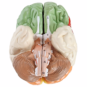 Axis Scientific Human Brain Model Anatomy with Colored and Numbered Regions, 2-Part Human Brain Model Disassembled – Includes Base, Detailed Product Manual and 3 Year Warranty