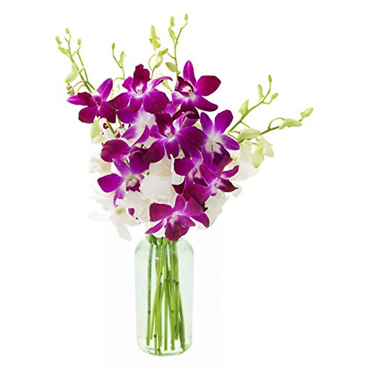 Kabloom PRIME OVERNIGHT DELIVERY - Exotic Opal Orchid  Bouquet of Purple and White Orchids from Thailand with Vase