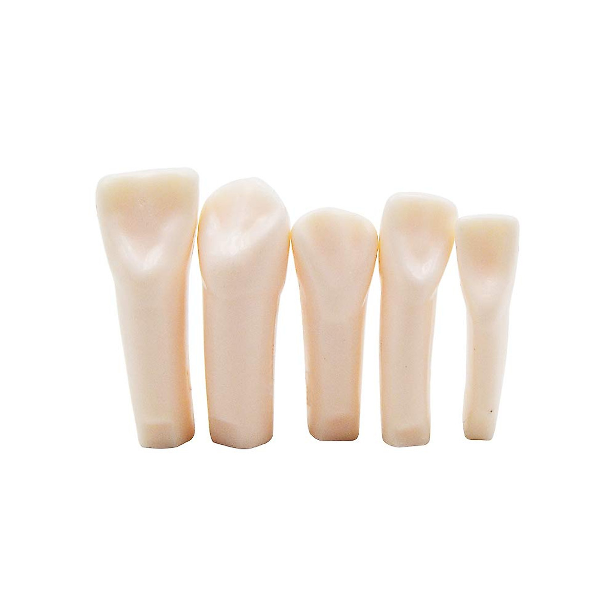 Typodont Teeth Model, with Removable Teeth, Compatible with Kilgore Nissin + 5 Sets of 28pcs Teeth Piece for Teaching, Study