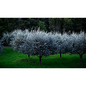 Olive Oil Lip Balm (3-pack) by ODE Olive Oil Beauty, Organic EVOO, California Made