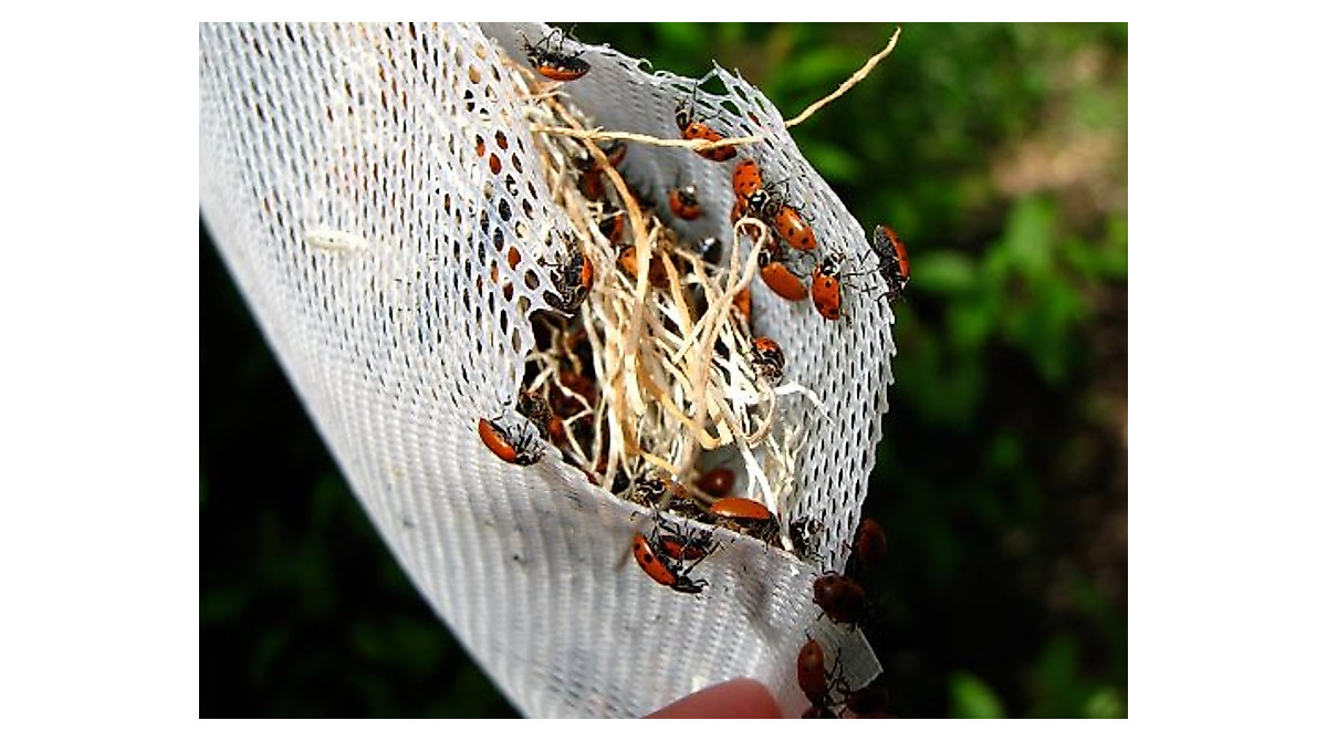Praying Mantis Egg Cases & Ladybugs - Natural Pest Control