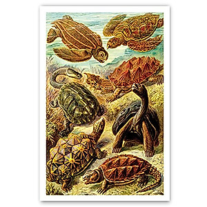 NATURAL CURIOSITIES by Ernst Haeckel postcard set of 20 postcards. Botanical illustrations theme post card variety pack. Made in USA.