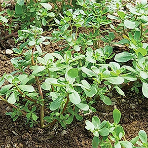 David's Garden Seeds Greens Leafy Purslane Red Gruner FBA-7439 (Green) 200 Non-GMO, Heirloom Seeds