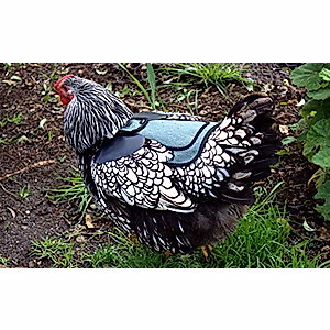DOWN UNDER OUTDOORS 6 Pack of Heavy Duty PVC Shoulder Covers to Suit Our Standard Chicken Saddles, Aprons, for Hens and Poultry…