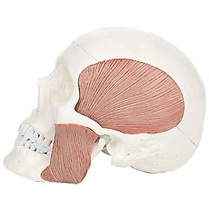 Axis Scientific 3-Part Human Skull Model with Masticatory Muscles, Life Size Skull Cast from Real Human Bones Shows Range of Motion of Jaw